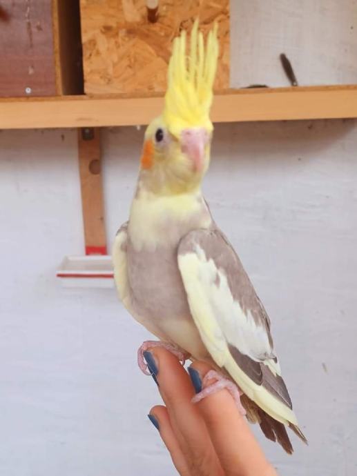 Mlade nimfe