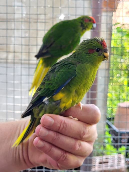 Mlade papige i egzote