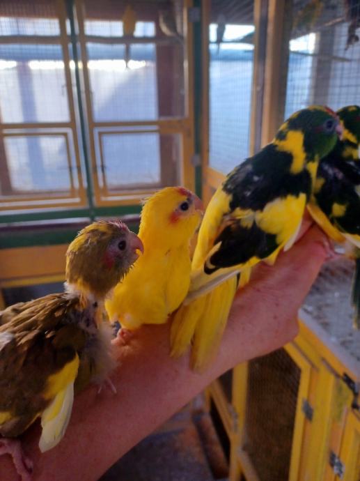 Mlade papige kakariki (kozice)