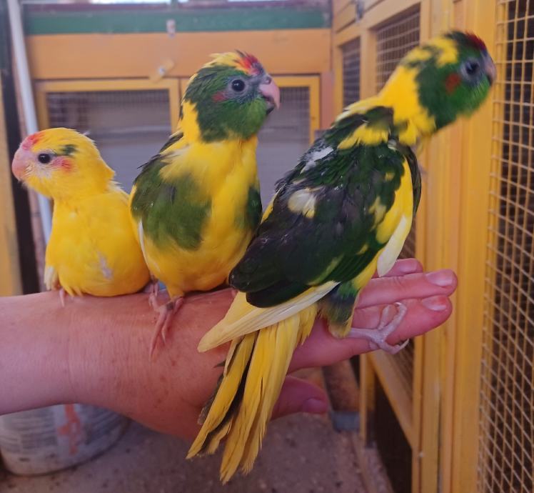 Mlade papige kakariki (kozice)