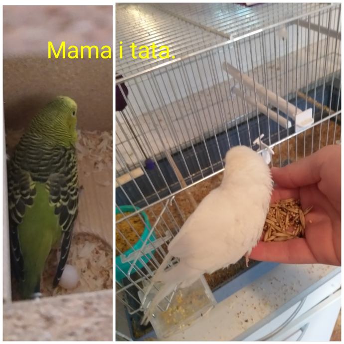 Mlade papige tigrice