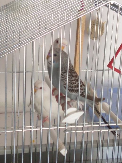 Mlade papige tigrice