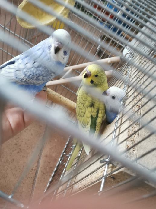 Mlade papige tigrice i radni par tigrica