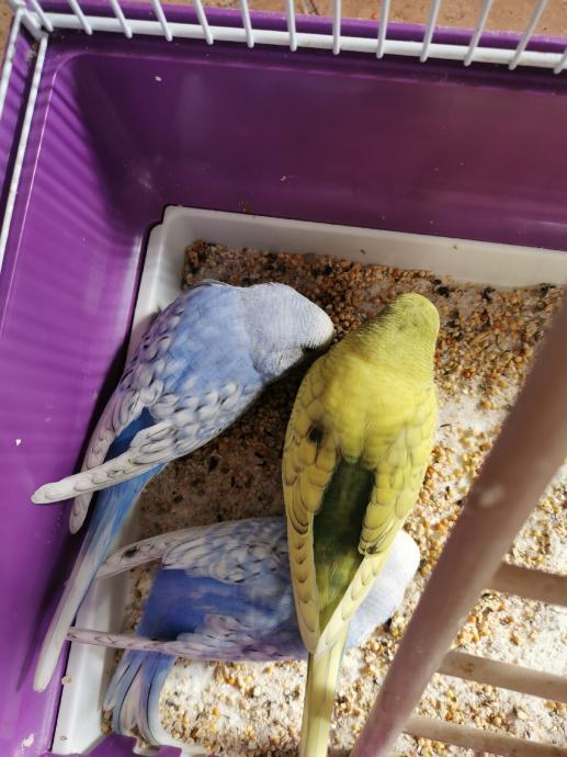 Mlade papige tigrice i radni par tigrica