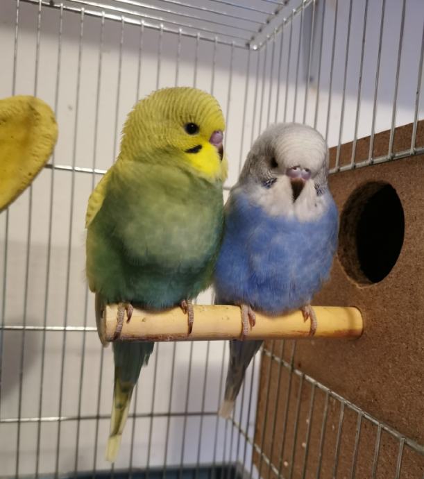 Mlade papige tigrice i radni par tigrica