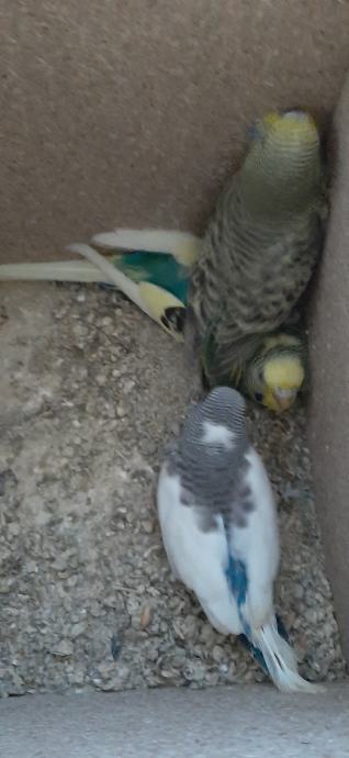 Mlade Papige Tigrice