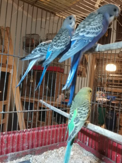 MLADE PAPIGE TIGRICE