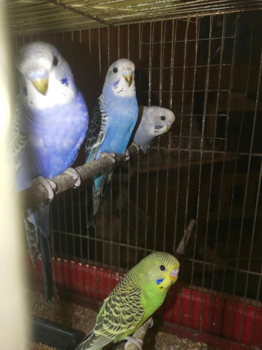 MLADE PAPIGE TIGRICE