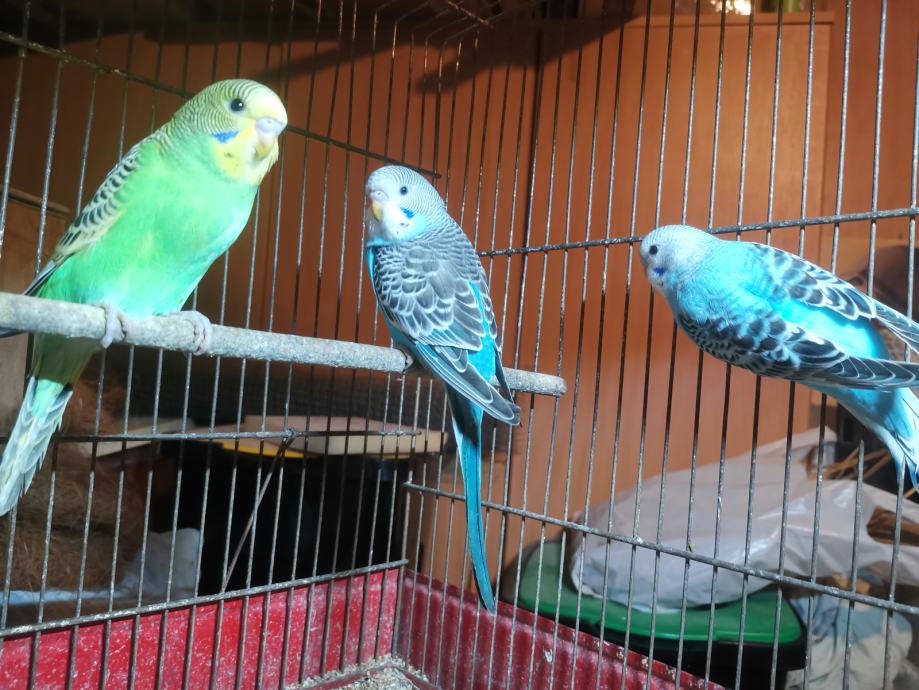 MLADE PAPIGE TIGRICE