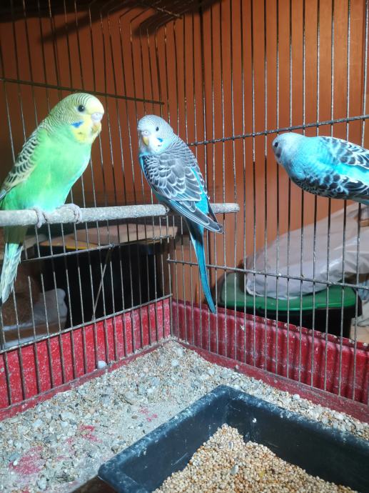 MLADE PAPIGE TIGRICE