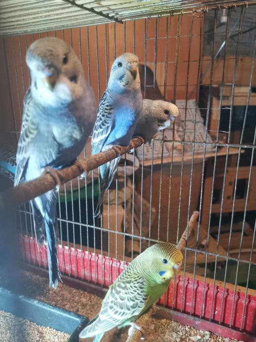 MLADE PAPIGE TIGRICE