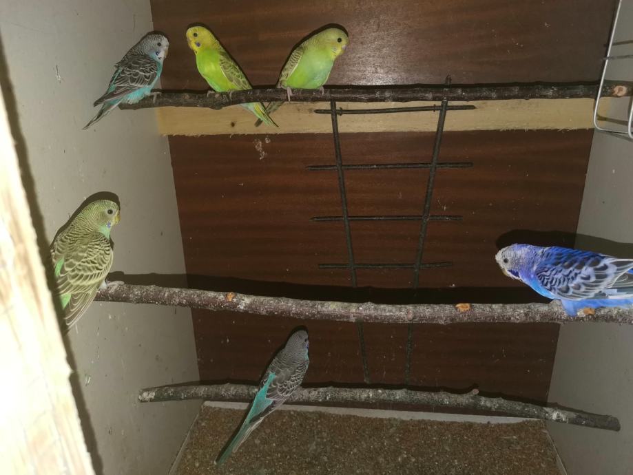 MLADE PAPIGE TIGRICE