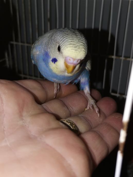 MLADE PAPIGE TIGRICE