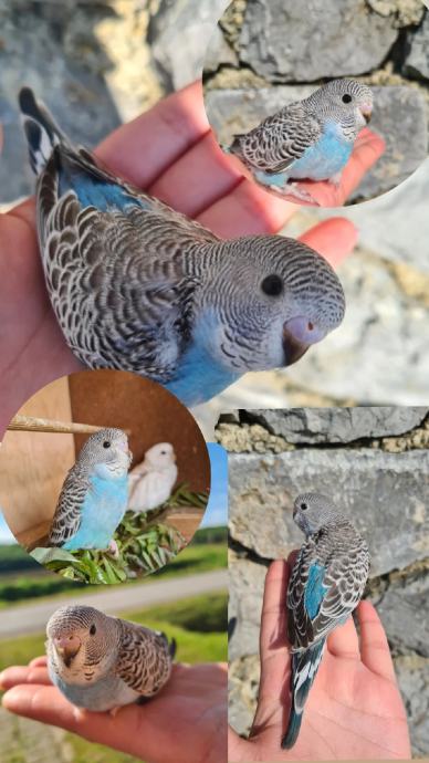 Mlade pitome papigice tigrice