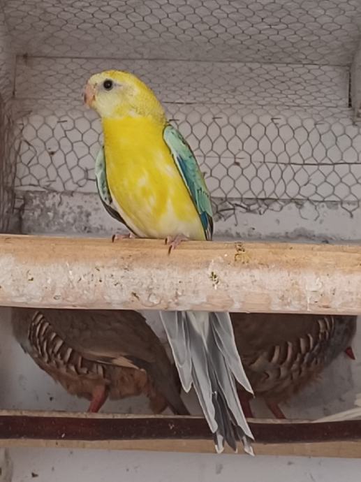 Mlade pjevajuće papige