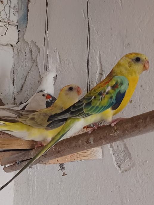 Mlade pjevajuće papige