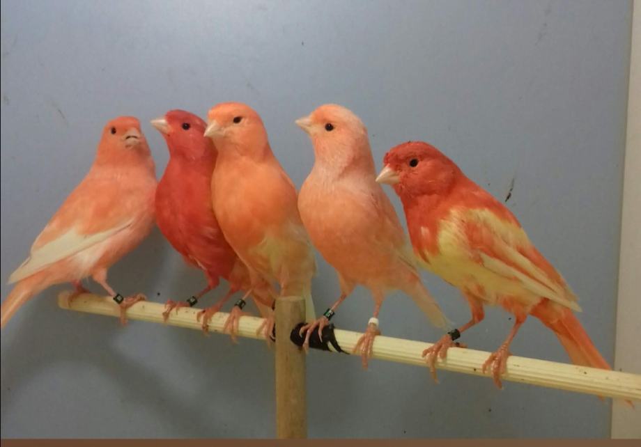 Mladi kanarinci mozaik crveni