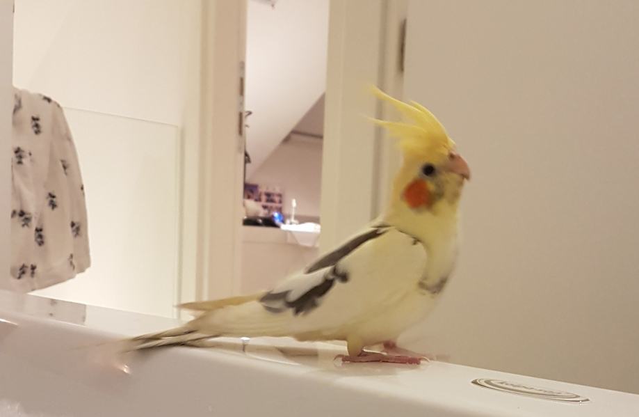 NIMFA PAPIGA SA KRLETKOM