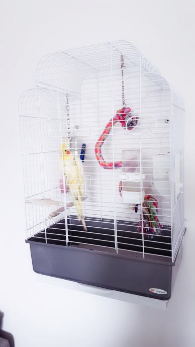 NIMFA PAPIGA SA KRLETKOM