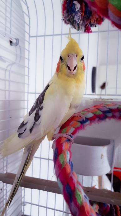 NIMFA PAPIGA SA KRLETKOM