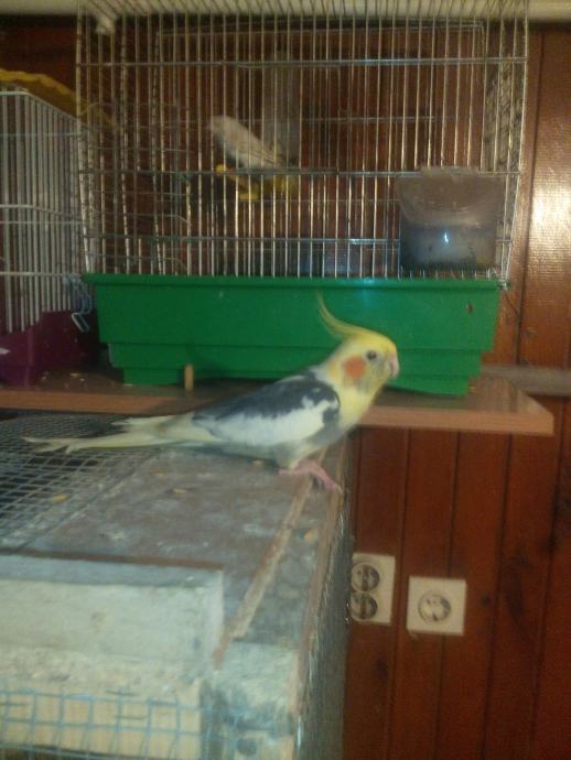 papige nimfe i tigrice