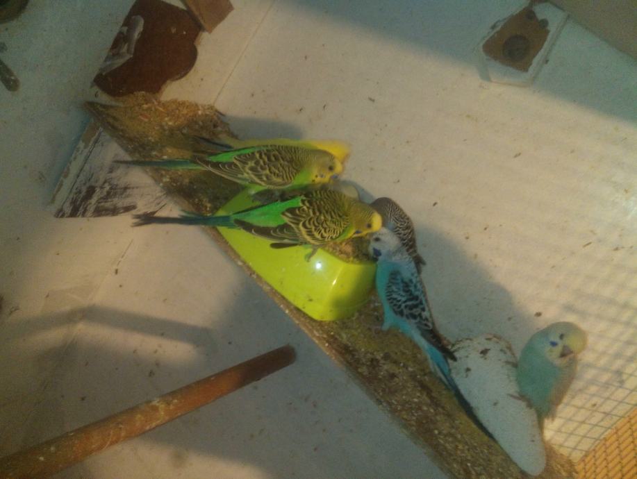 papige nimfe i tigrice