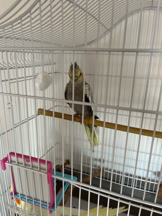 NIMFE - PAPIGE ( 2 mlade nimfe i kavez s dodatcima )