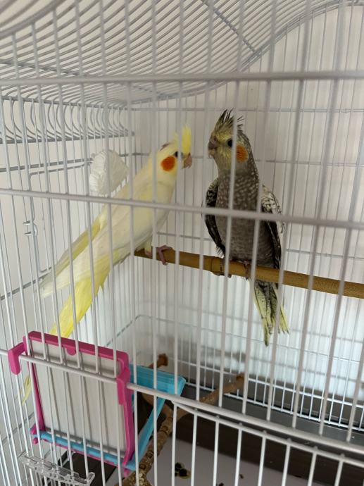 NIMFE - PAPIGE ( 2 mlade nimfe i kavez s dodatcima )