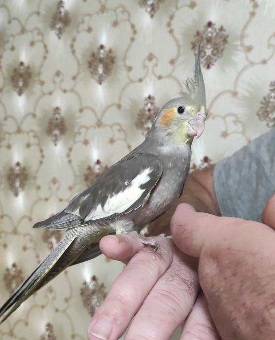 NIMFE RUČNO HRANJENE