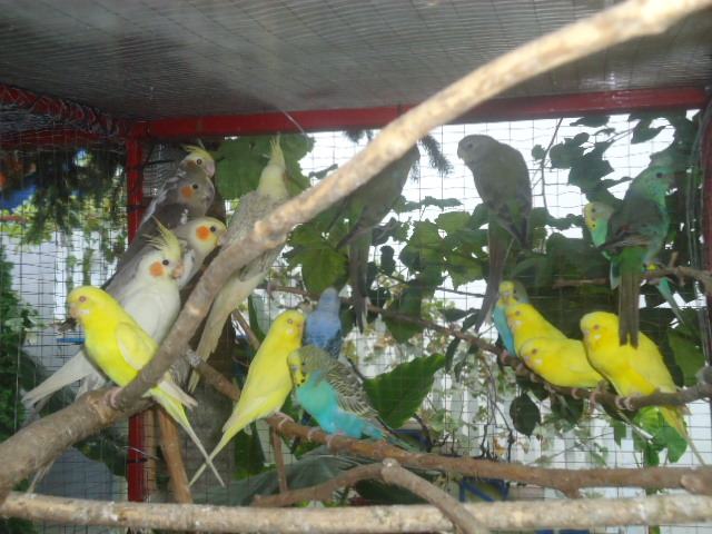 NIMFE-TIGRICE 20 KN/KOM -PIJEVAJUČE PAPIGE-prodajem-MIJENJAM