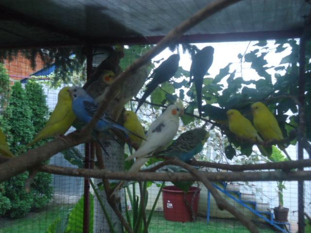 NIMFE-TIGRICE 20 KN/KOM -PIJEVAJUČE PAPIGE-prodajem-MIJENJAM