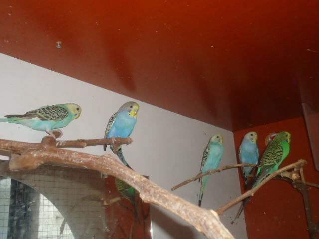 NIMFE-TIGRICE 20 KN/KOM -PIJEVAJUČE PAPIGE-prodajem-MIJENJAM