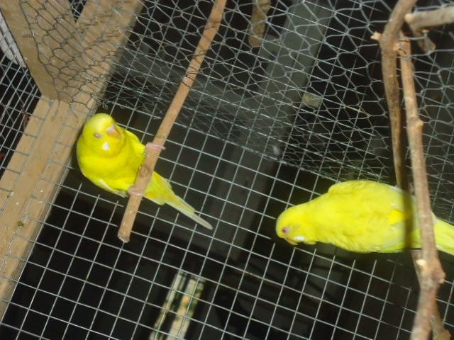 NIMFE-TIGRICE 20 KN/KOM -PIJEVAJUČE PAPIGE-prodajem-MIJENJAM