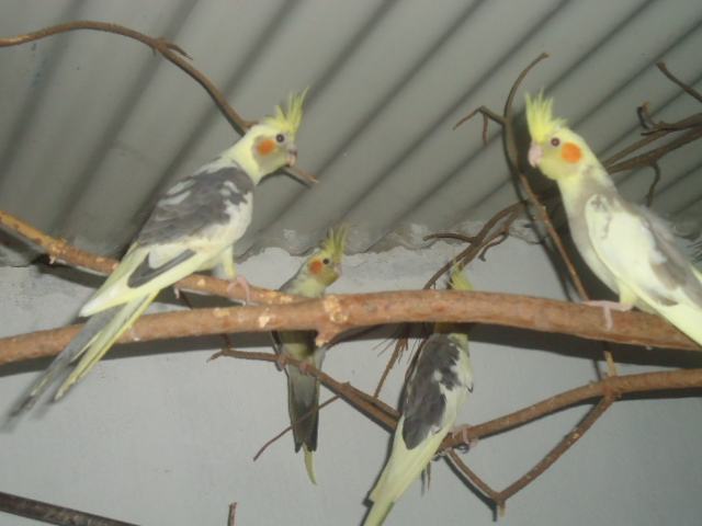 NIMFE-TIGRICE 20 KN/KOM -PIJEVAJUČE PAPIGE-prodajem-MIJENJAM