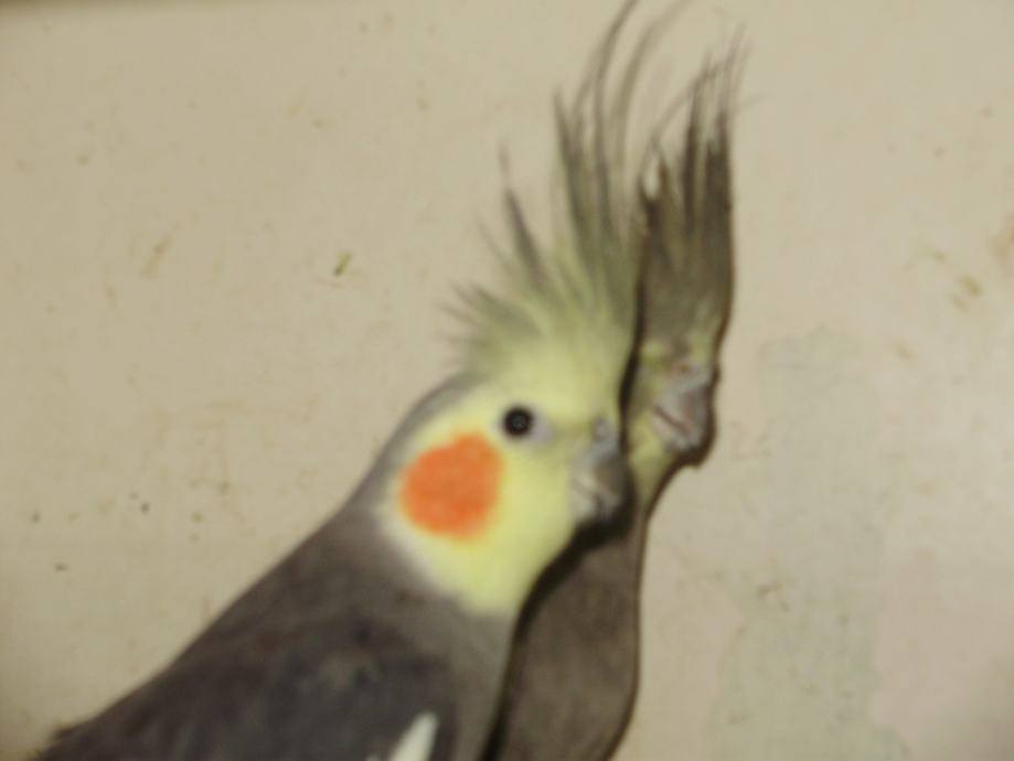 NOVO nimfe velike kukmice