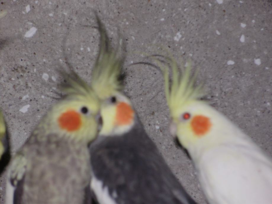 NOVO nimfe velike kukmice