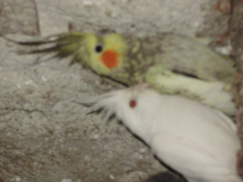 NOVO nimfe velike kukmice