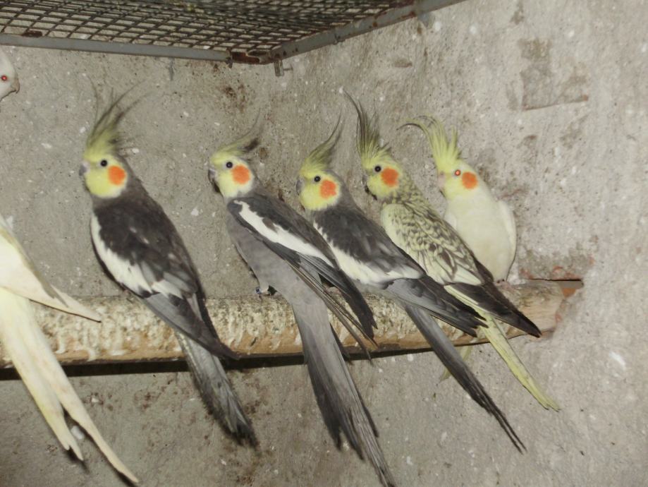 NOVO nimfe velike kukmice