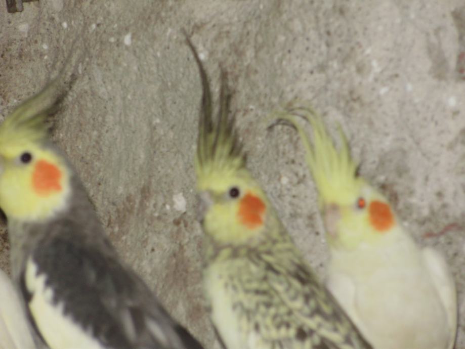 NOVO nimfe velike kukmice