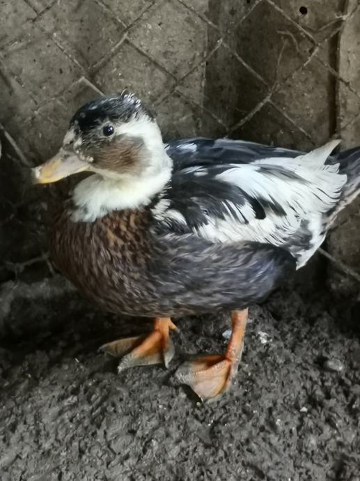 DOMAĆE NJEMAČKE MINI IZLOŽBENE PATKE