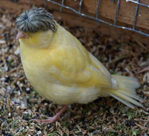 NJEMACKI KUKMASTI KANARINAC