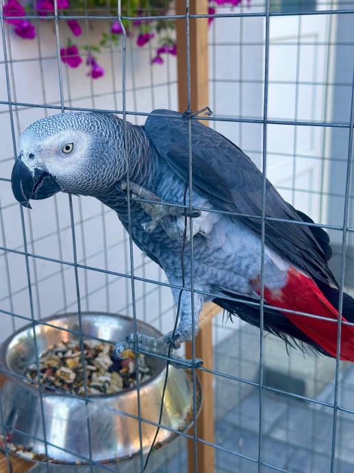 Papagaj žako star 4 godine