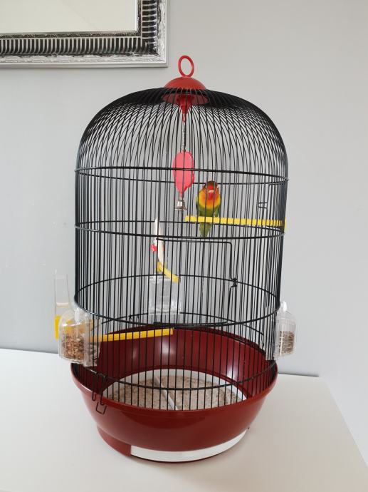 Papiga Fisher sa krletkom