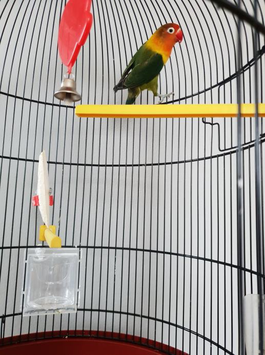 Papiga Fisher sa krletkom