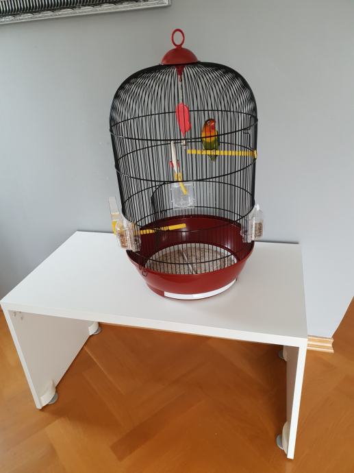 Papiga Fisher sa krletkom