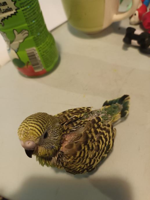 Papiga mlada tigrica, dvije, poklanjam pojedinačno ili u paru