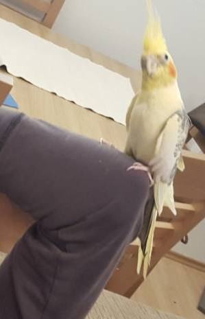 Papiga nimfa+ krletka s postoljem