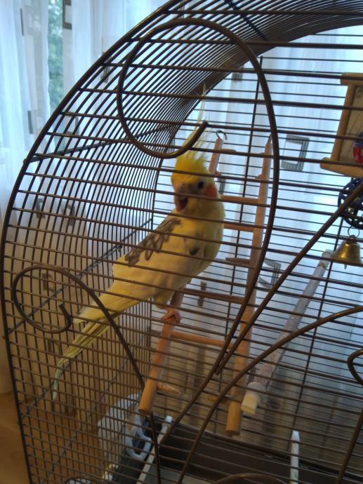 Papiga nimfa+ krletka s postoljem