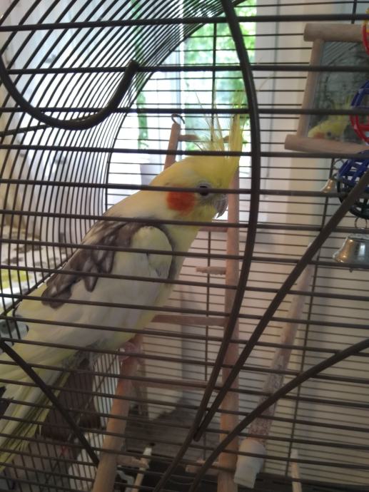 Papiga nimfa+ krletka s postoljem