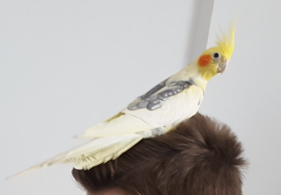 Papiga nimfa+ krletka s postoljem